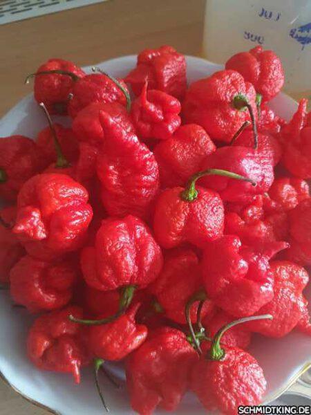 Carolina Reaper Paste SchmidtKing.de Rezepte Kochen ♡ Backen ♡ Grillen